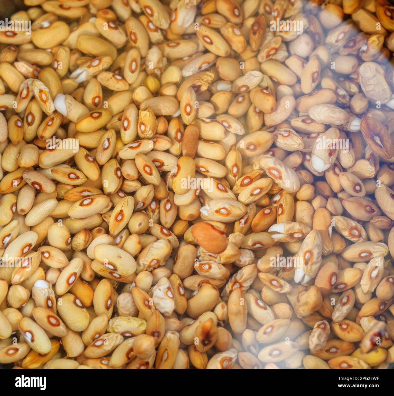 Kidney beans soaked in hi-res stock photography and images - Alamy