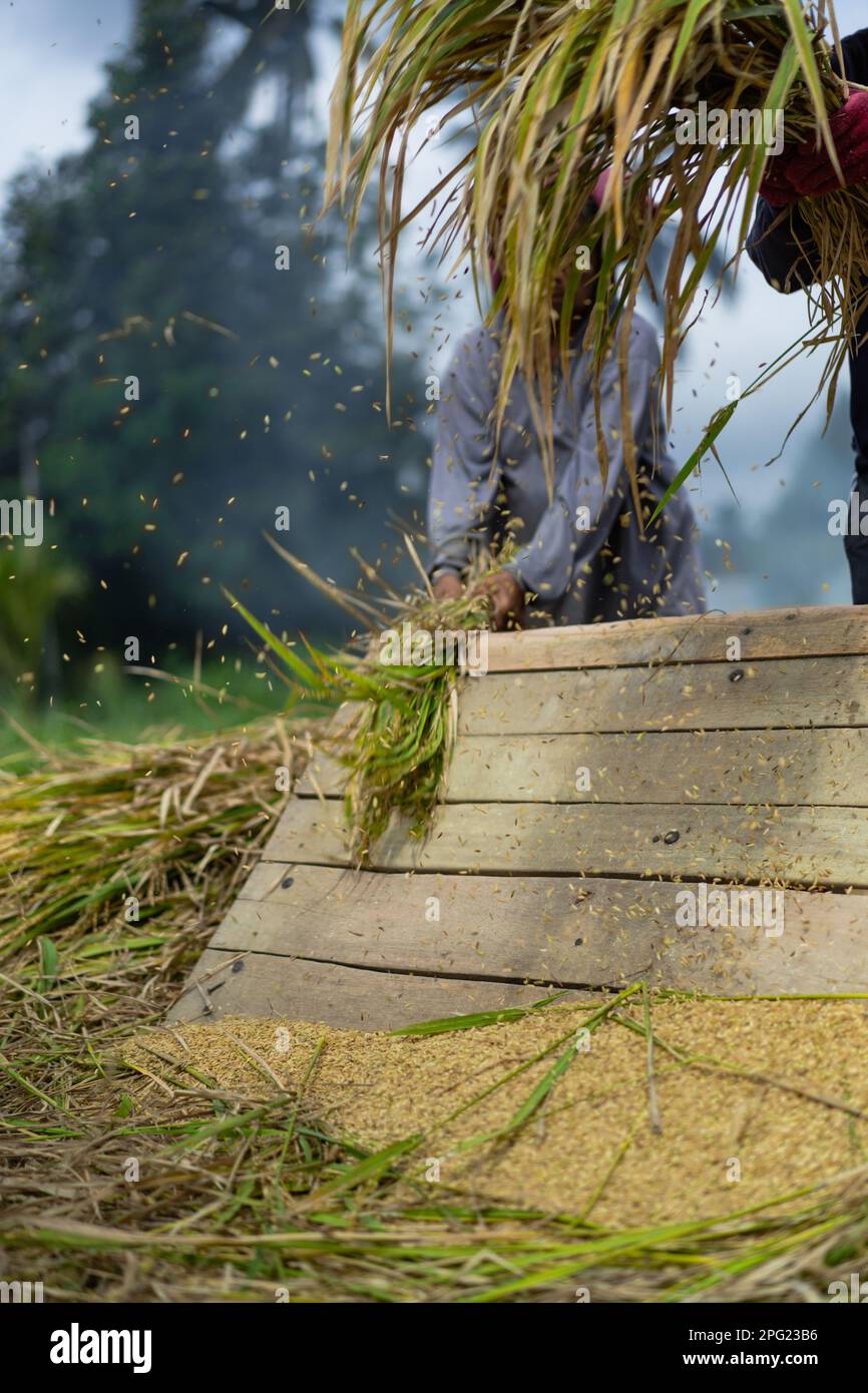 People, men and women manually harvest rice, dry rice. Indonesia Stock ...