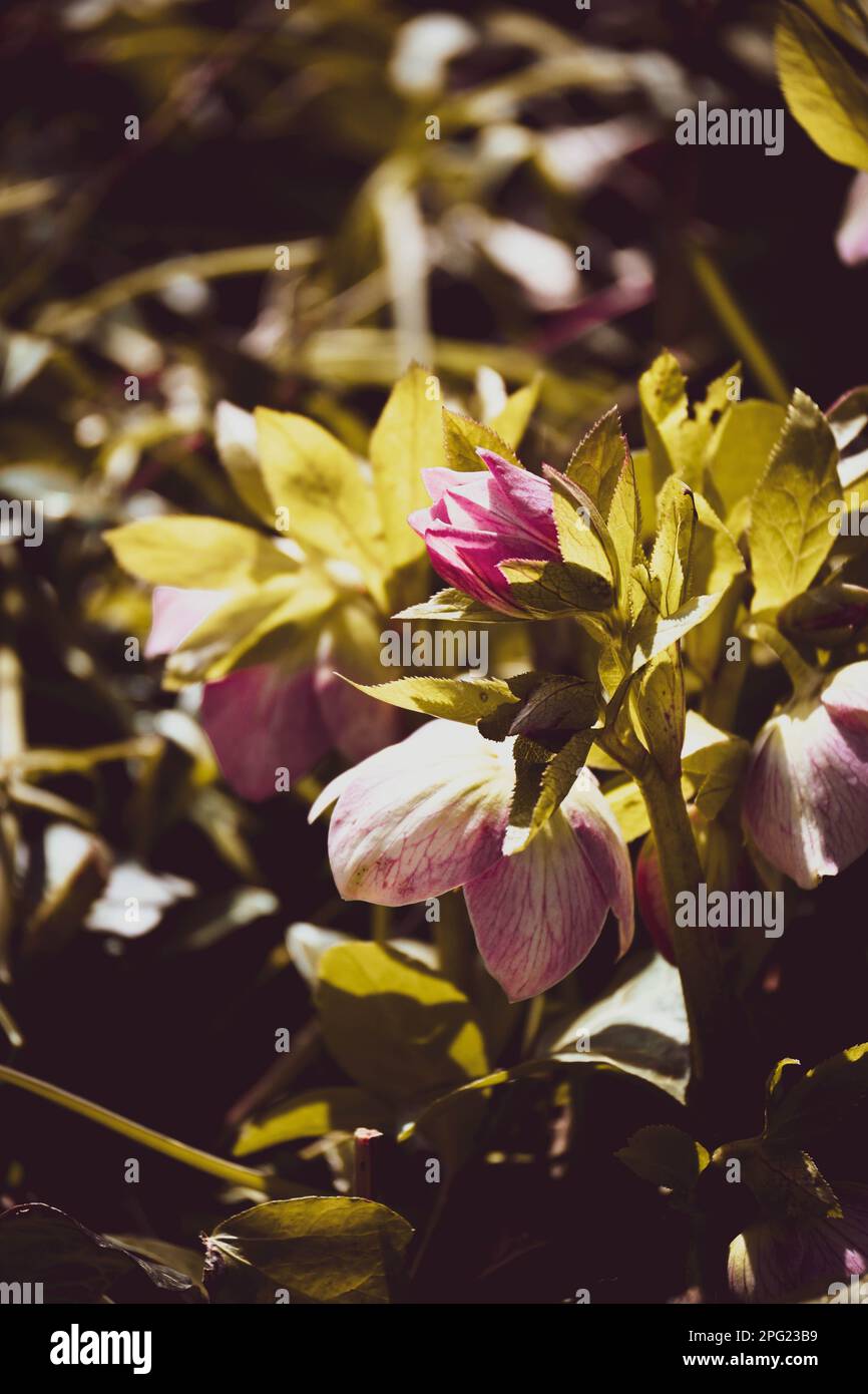 Bloomed flowers plants in garden hi-res stock photography and images ...