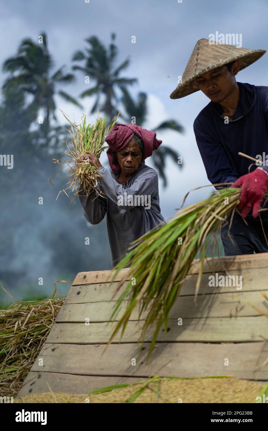 Old woman manually harvest rice, dry rice. Indonesia, Bali islan Stock ...