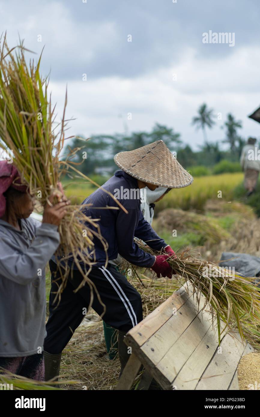 People, men and women manually harvest rice, dry rice. Indonesia Stock ...