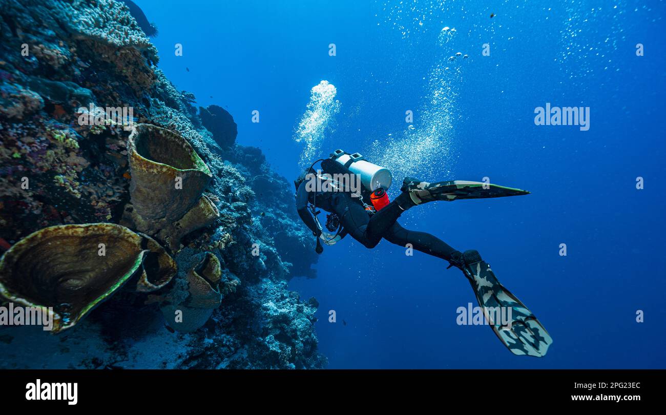 diver exploring a reef at Banda Sea / Indonesia Stock Photo - Alamy