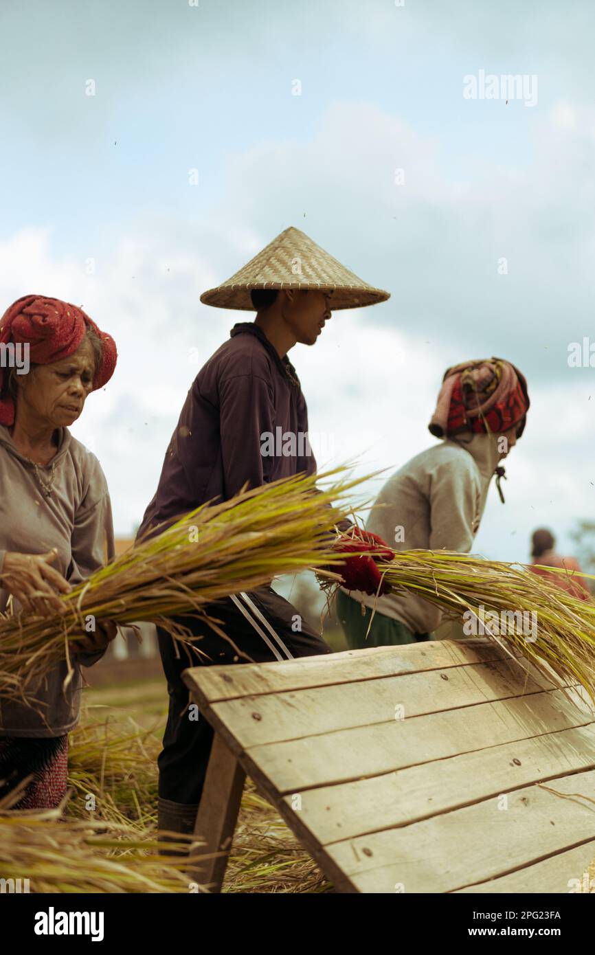 People, men and women manually harvest rice, dry rice. Indonesia Stock ...