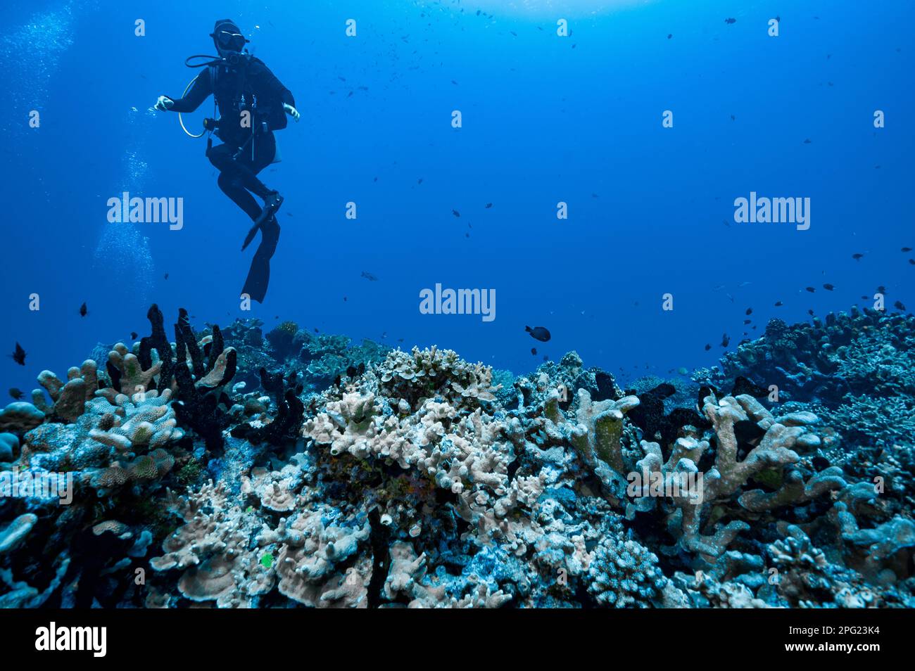 diver exploring a coral reef at Banda Sea Stock Photo - Alamy