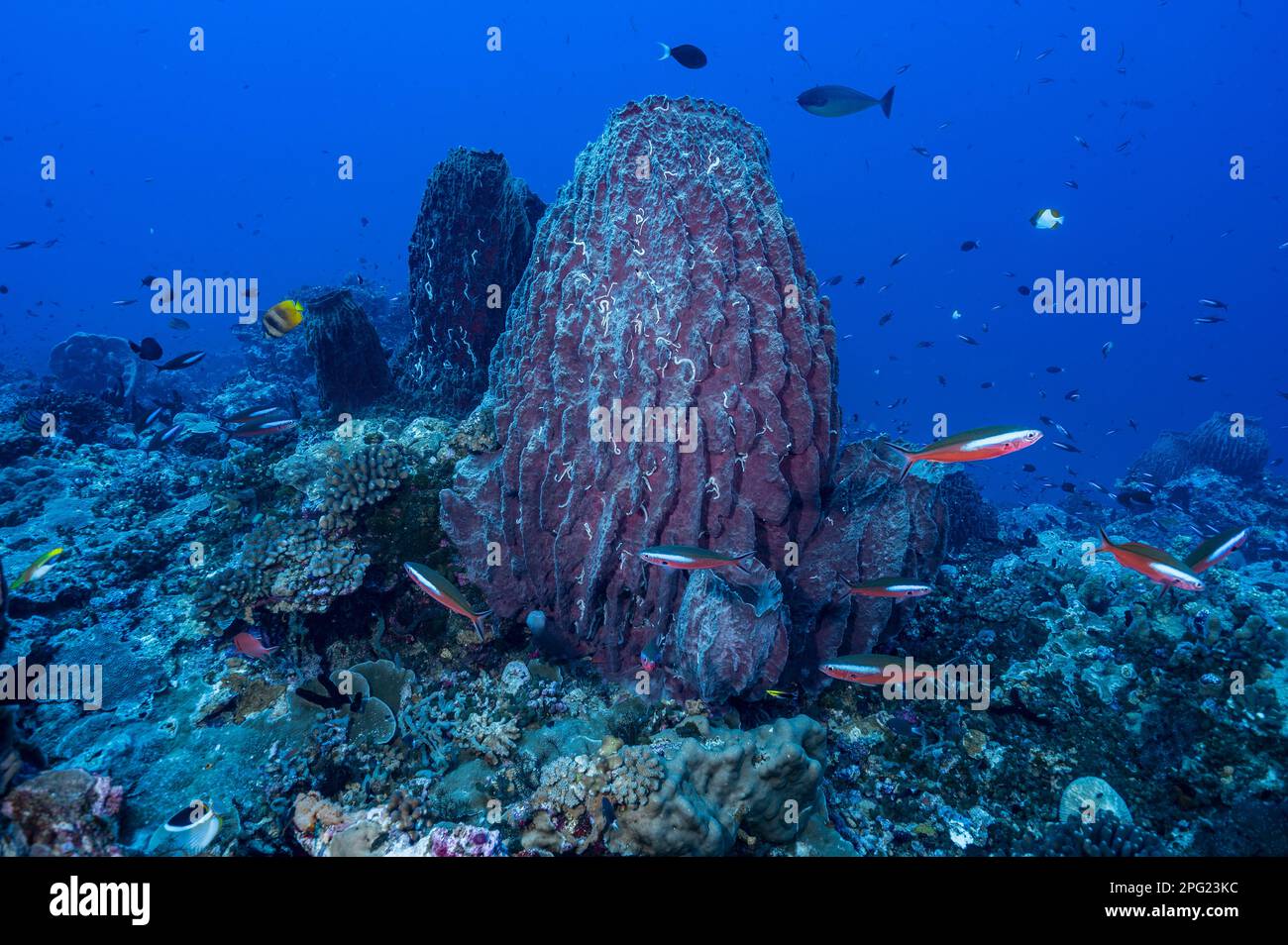 Giant barrel sponge coral in the Banda Sea Stock Photo - Alamy