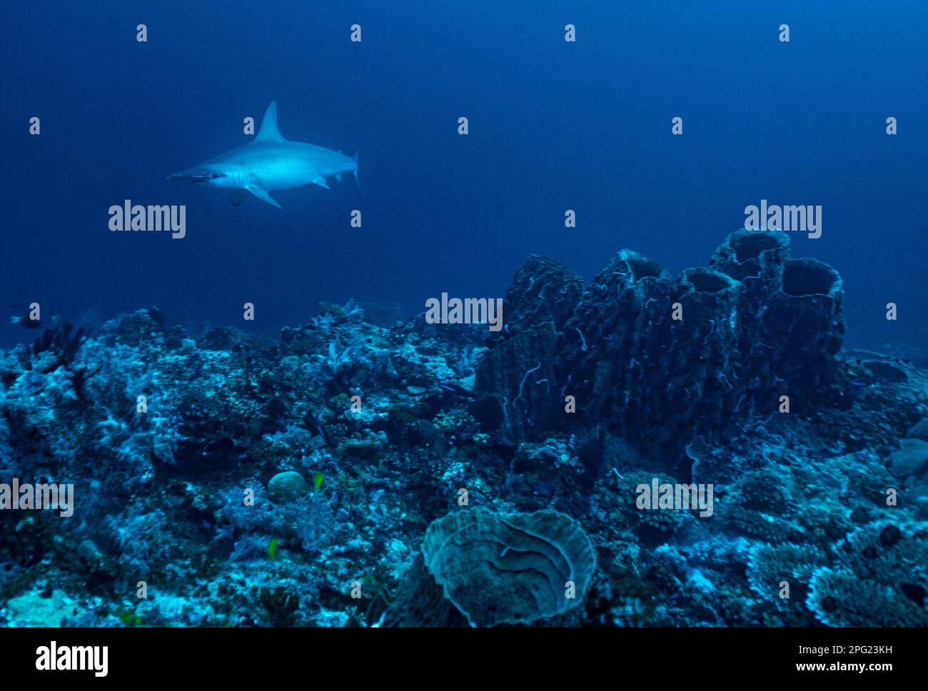 a hammerhead shark floating at Banda sea Stock Photo - Alamy