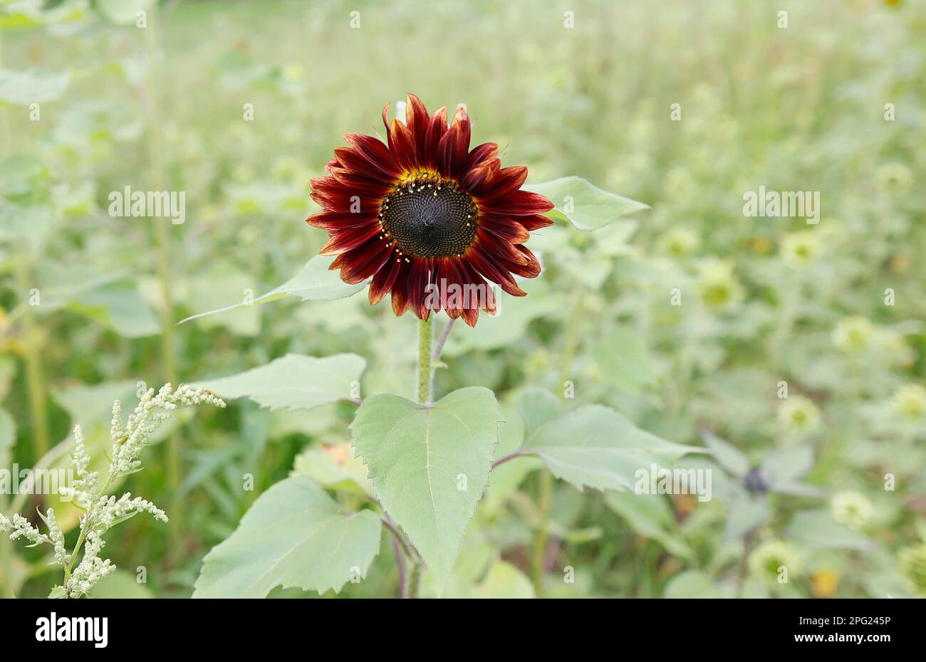 Sunflower in field in Wisconsin Stock Photo - Alamy