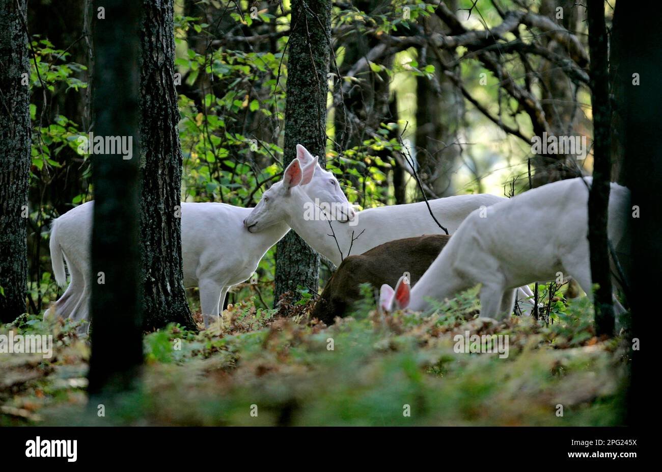 Wisconsin deer hi-res stock photography and images - Alamy