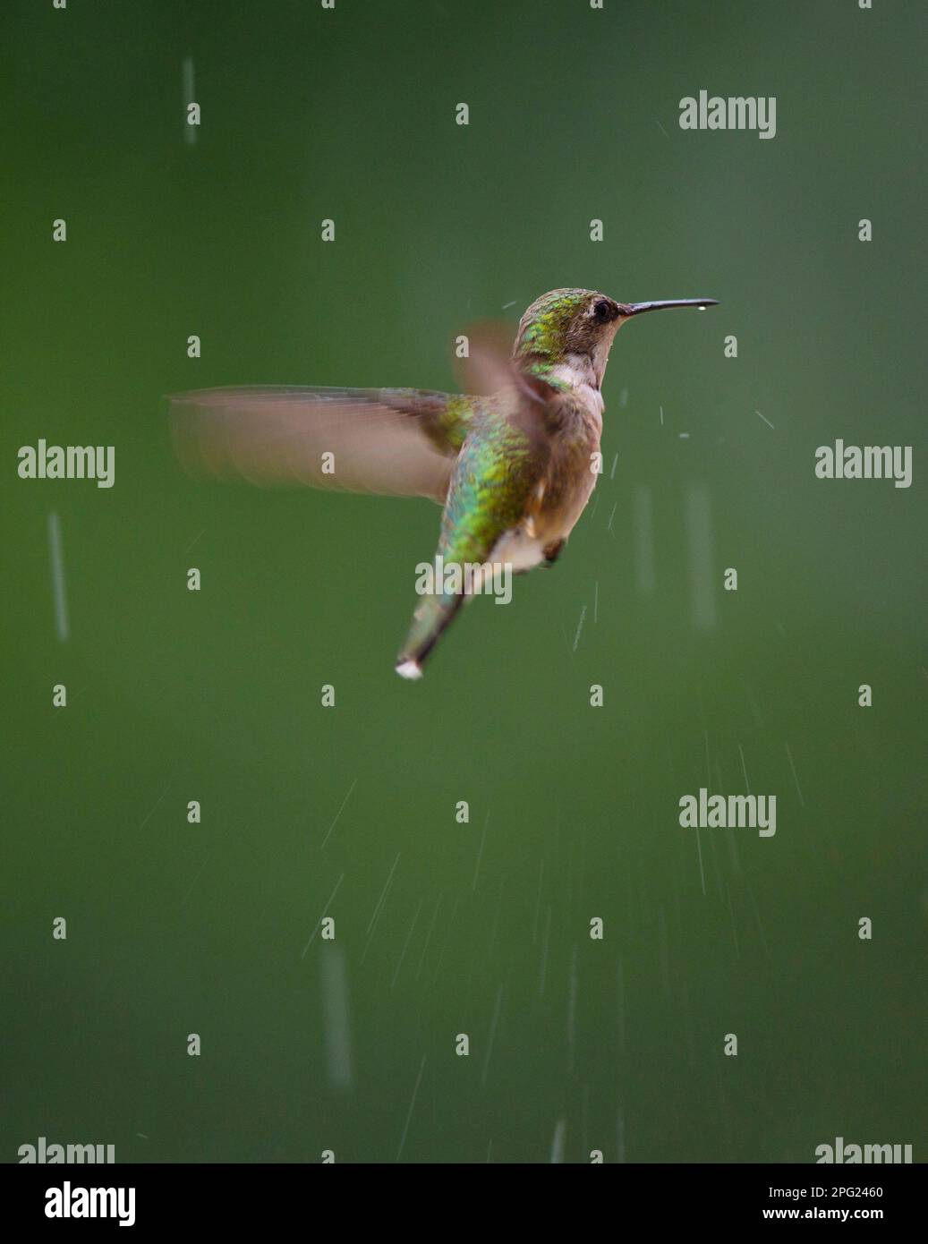 Flying in rain hi-res stock photography and images - Alamy