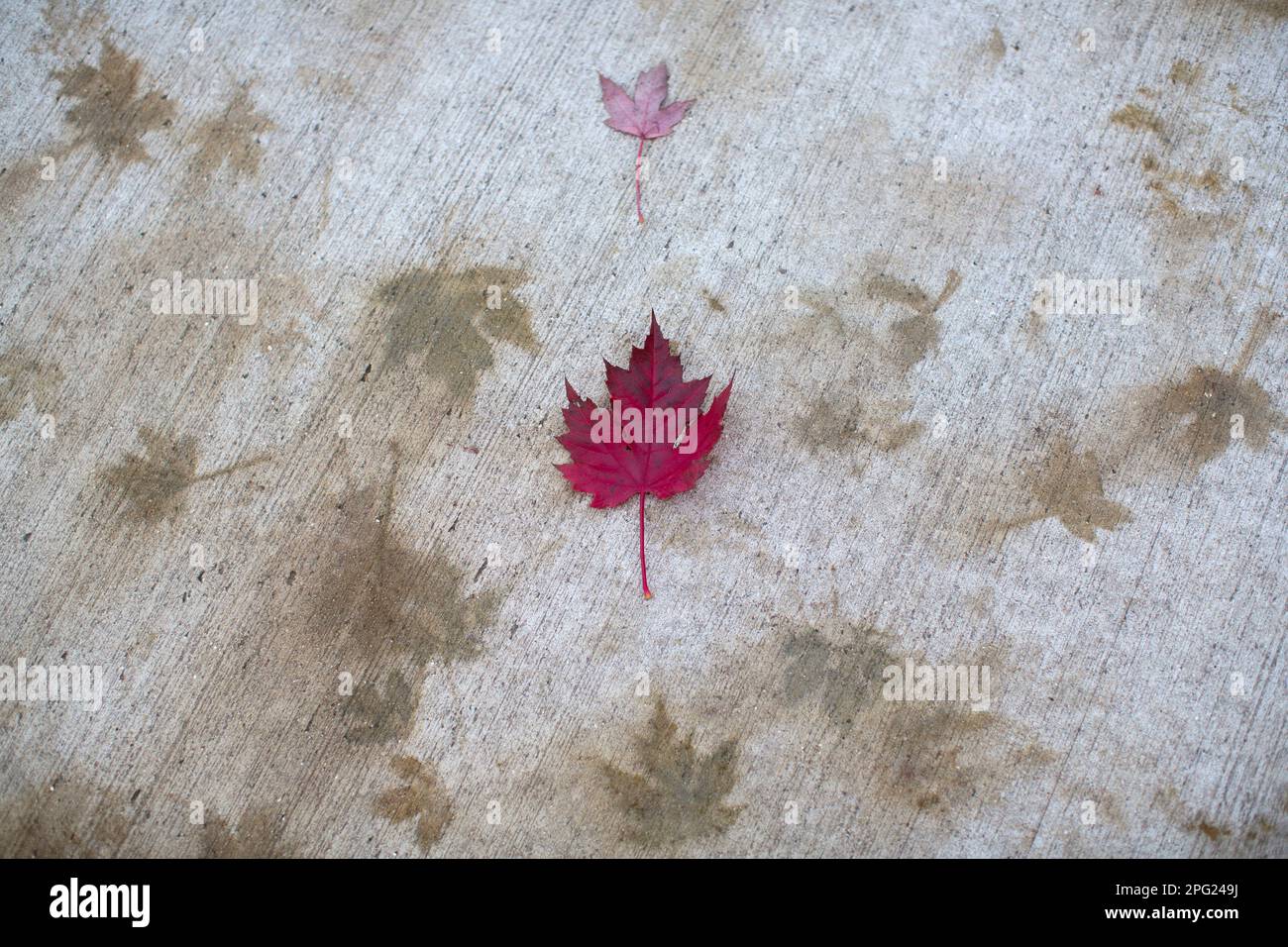 Fall leaf on driveway in fall Stock Photo - Alamy