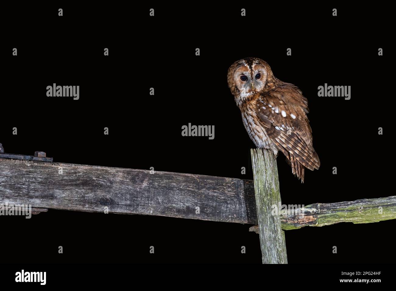 Owl habitat photography hi-res stock photography and images - Alamy