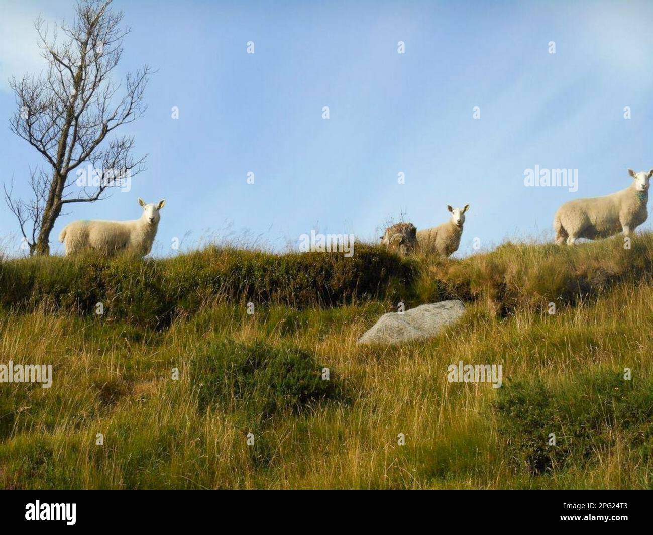 Multiple sheep hi-res stock photography and images - Alamy