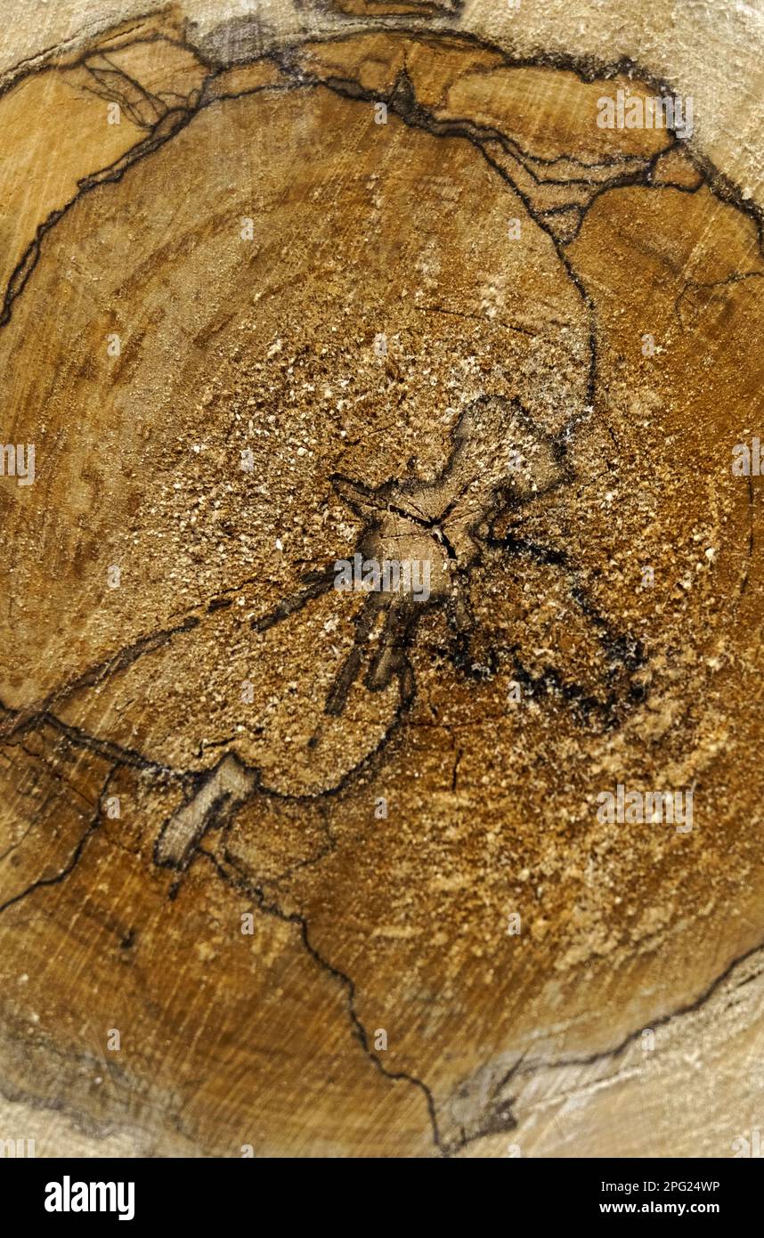 Wooden texture of the cross section of a cut log.Wood rings. Wood texture. Vertical frame Stock ...