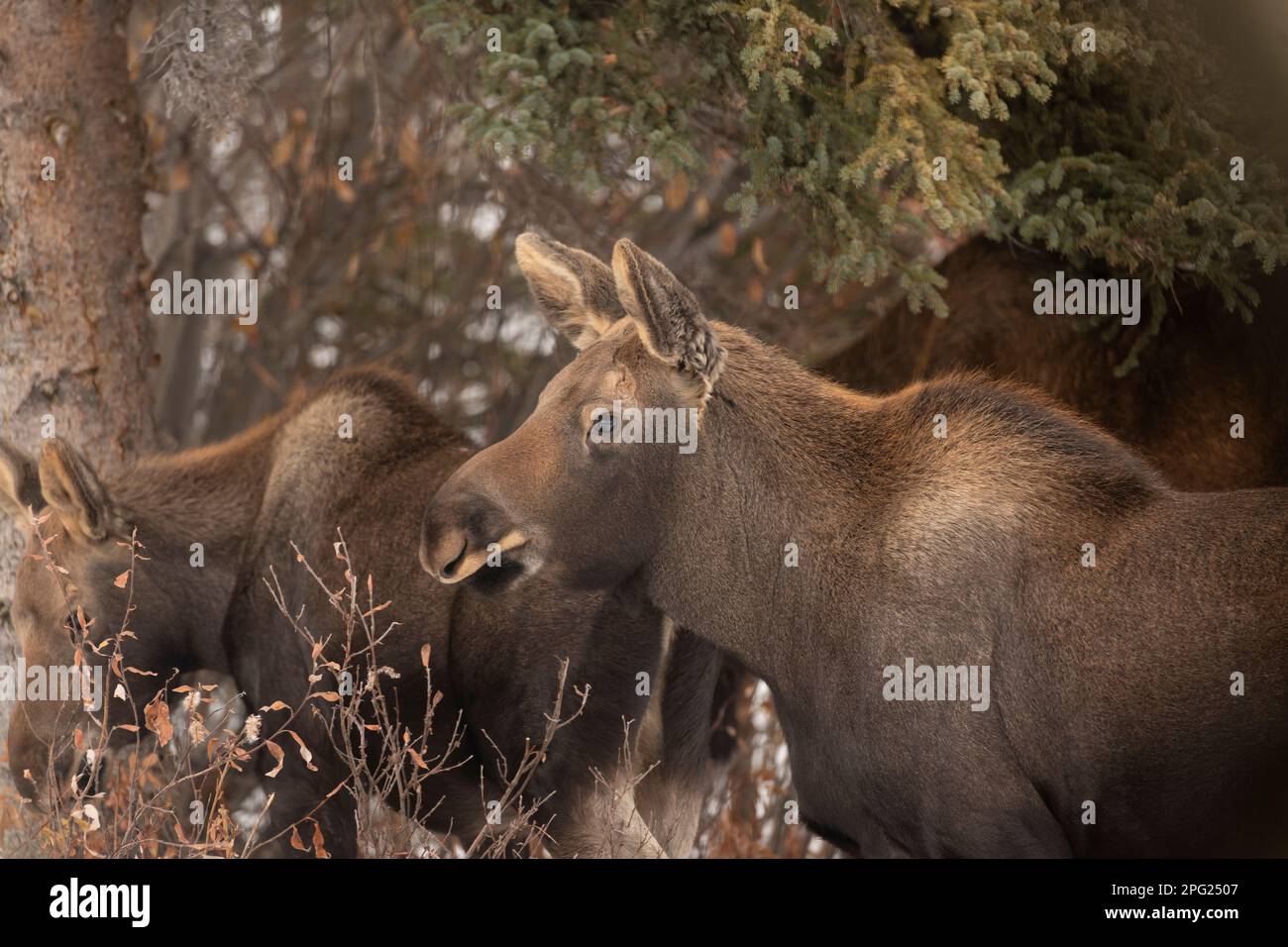 Baby moose grazing along the treeline in Alaska Stock Photo - Alamy