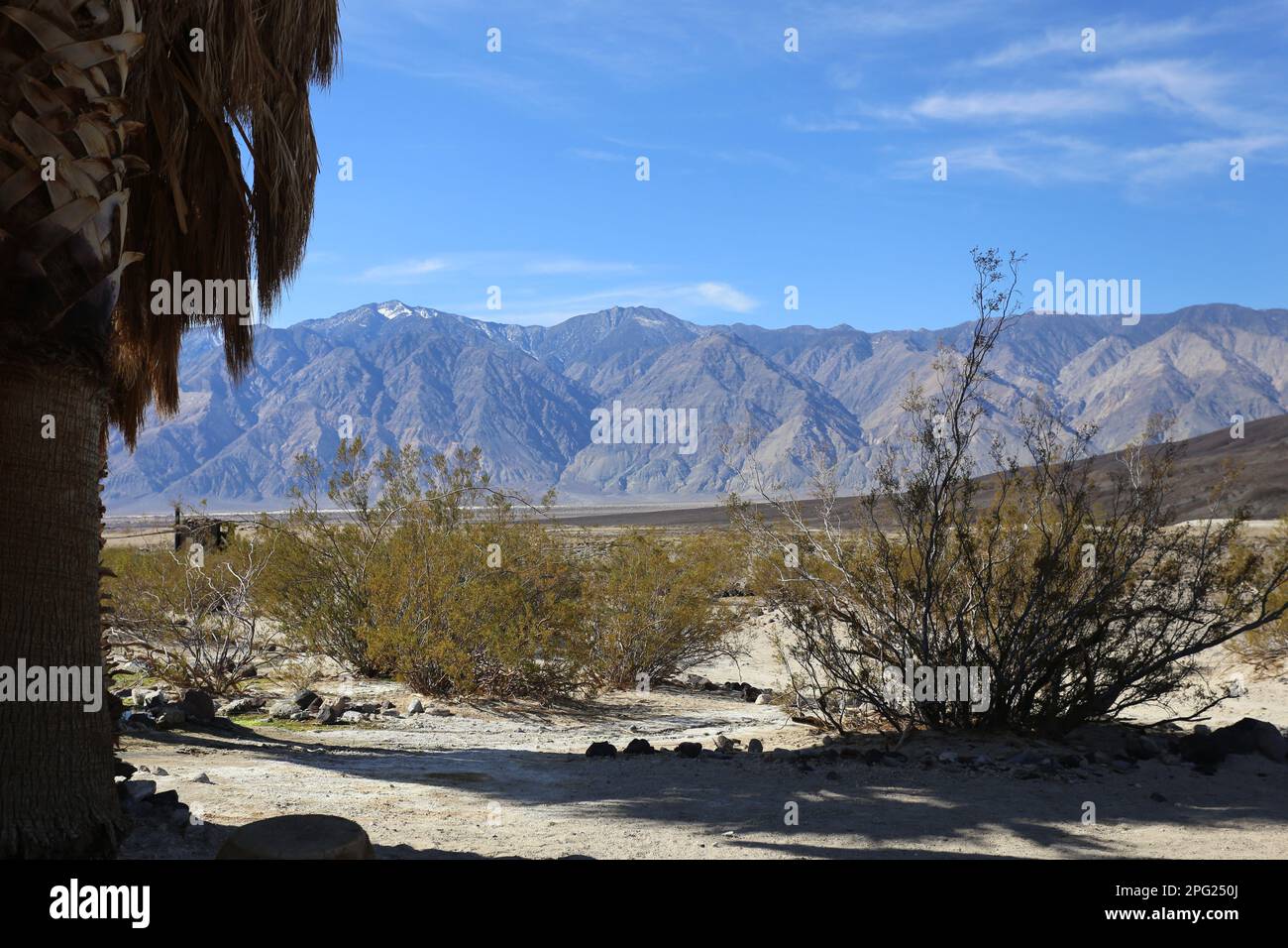Death valley trees hi-res stock photography and images - Alamy