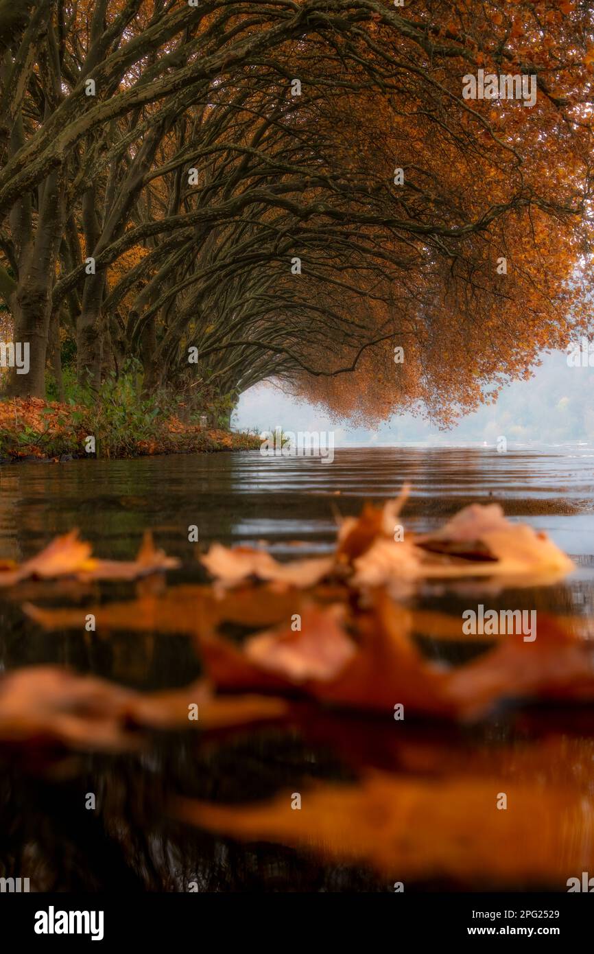 tree alee at lake Baldeneysee Stock Photo - Alamy