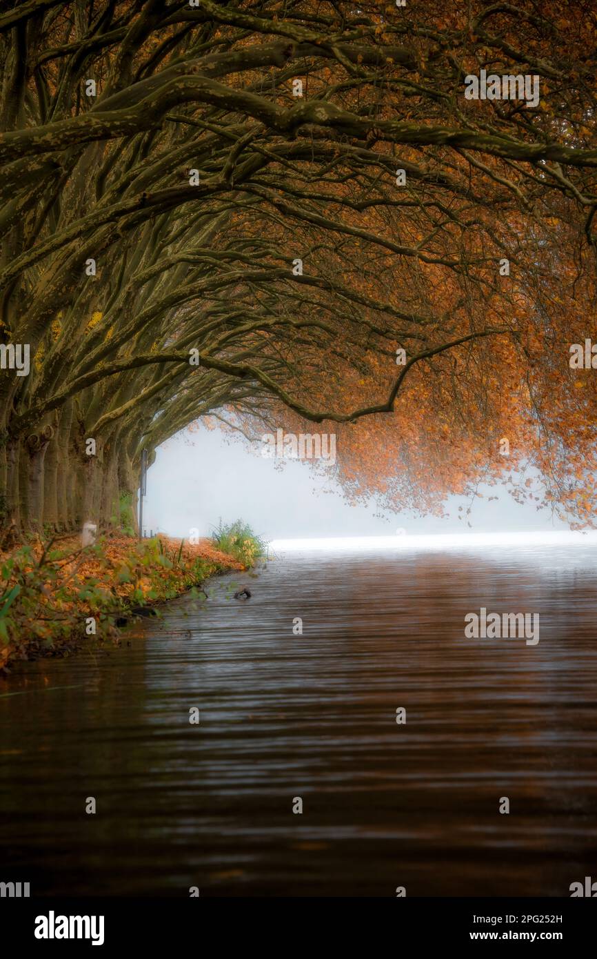 tree alee at lake Baldeneysee Stock Photo - Alamy