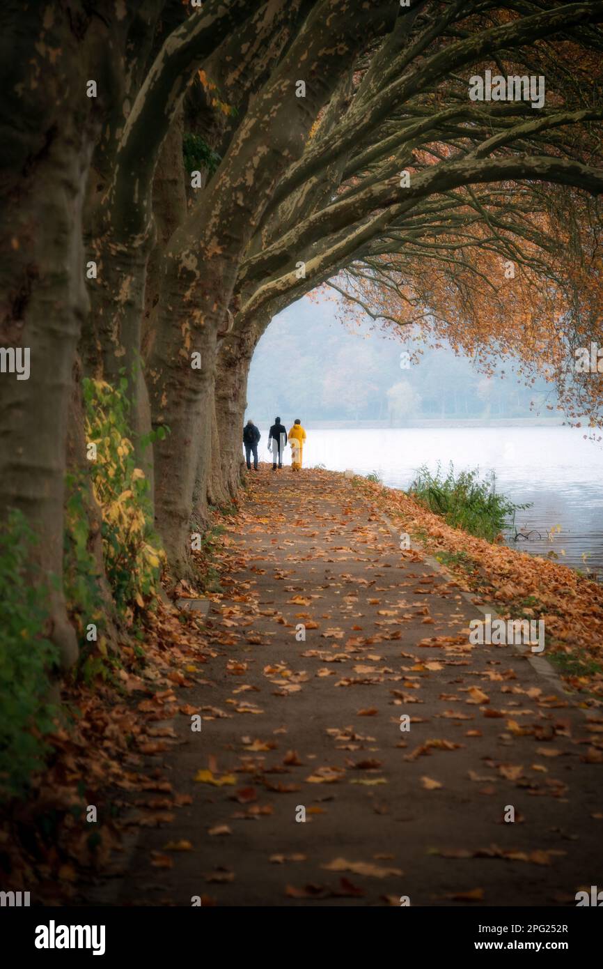 tree alee at lake Baldeneysee family trip Stock Photo - Alamy