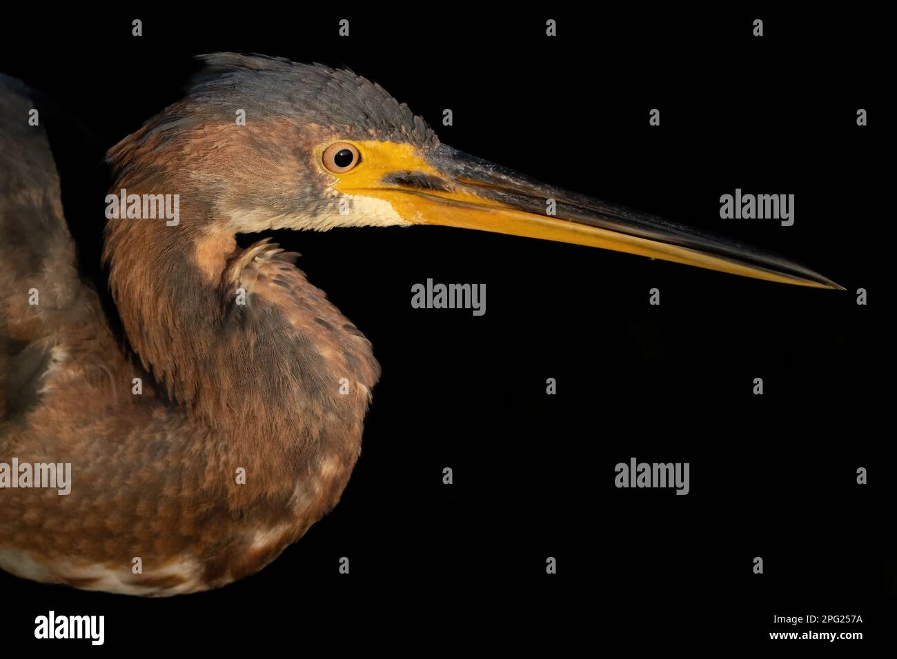 A Portrait of a Tri-colored Heron Stock Photo - Alamy