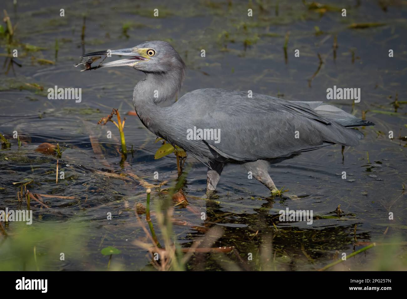 Eating tadpole hi-res stock photography and images - Alamy