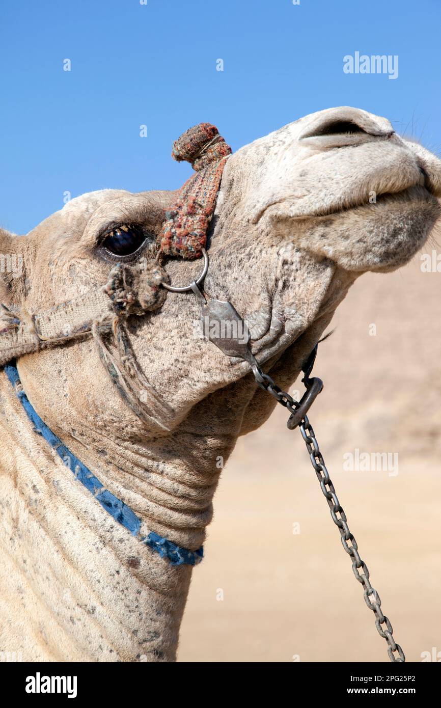 Egypt, camel at the great pyramids of Giza Stock Photo - Alamy
