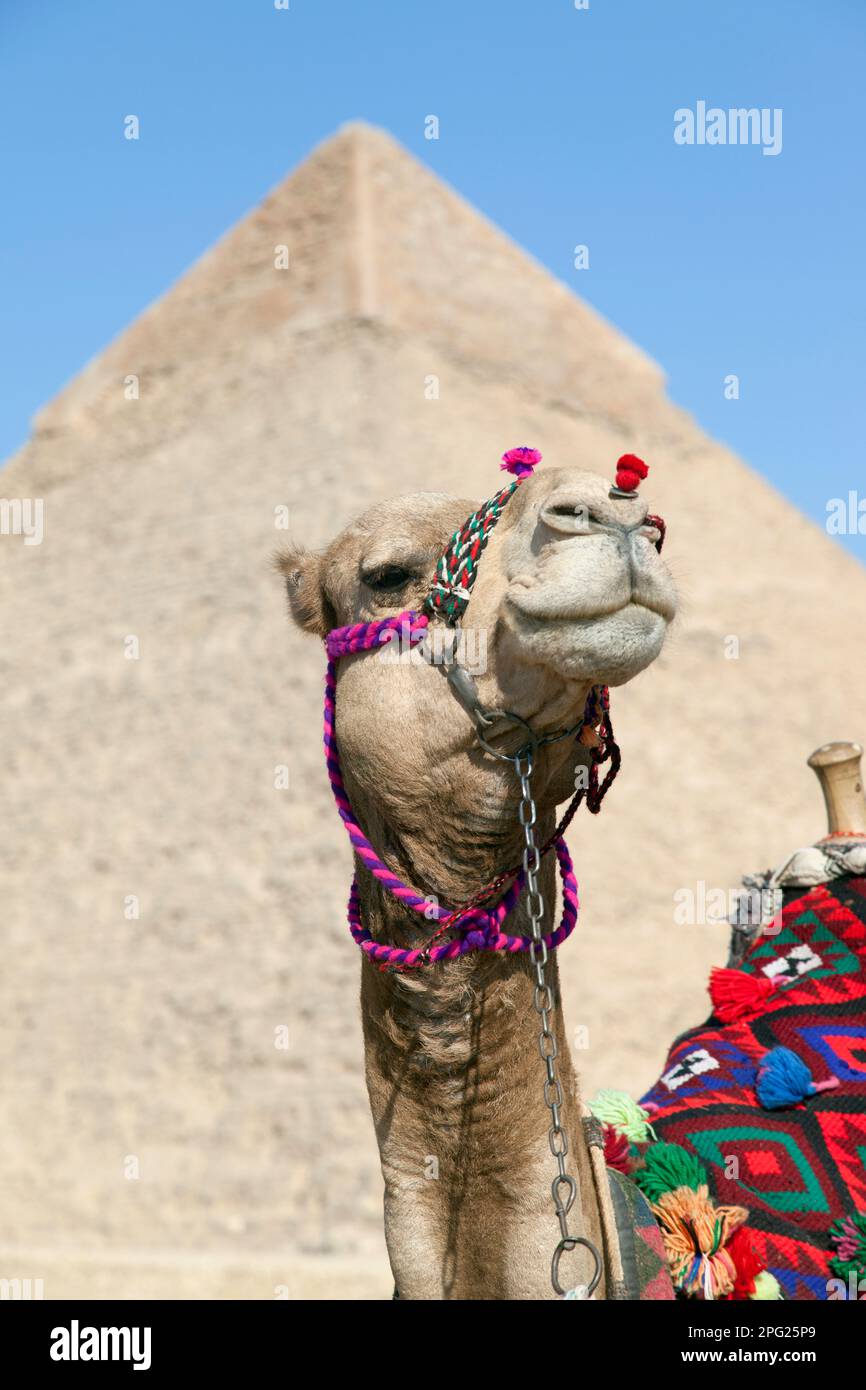 Egypt, camel at the great pyramids of Giza Stock Photo - Alamy