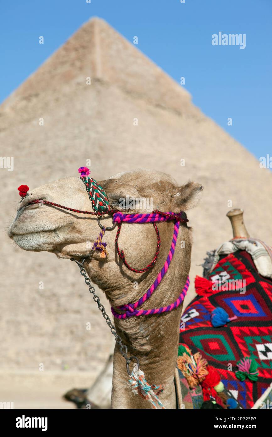 Egypt, camel at the great pyramids of Giza Stock Photo - Alamy