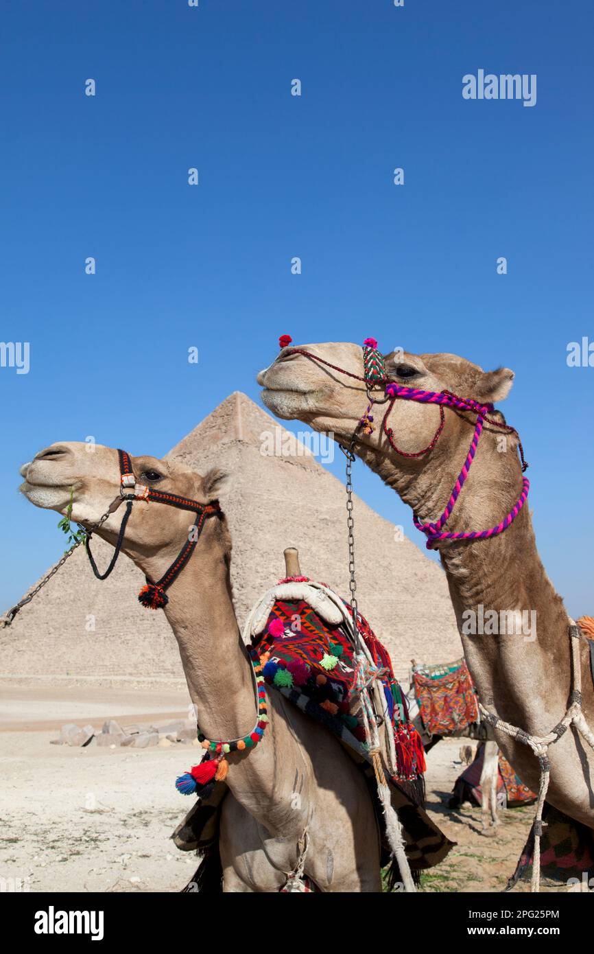 Egypt, camels at the great pyramids of Giza Stock Photo - Alamy