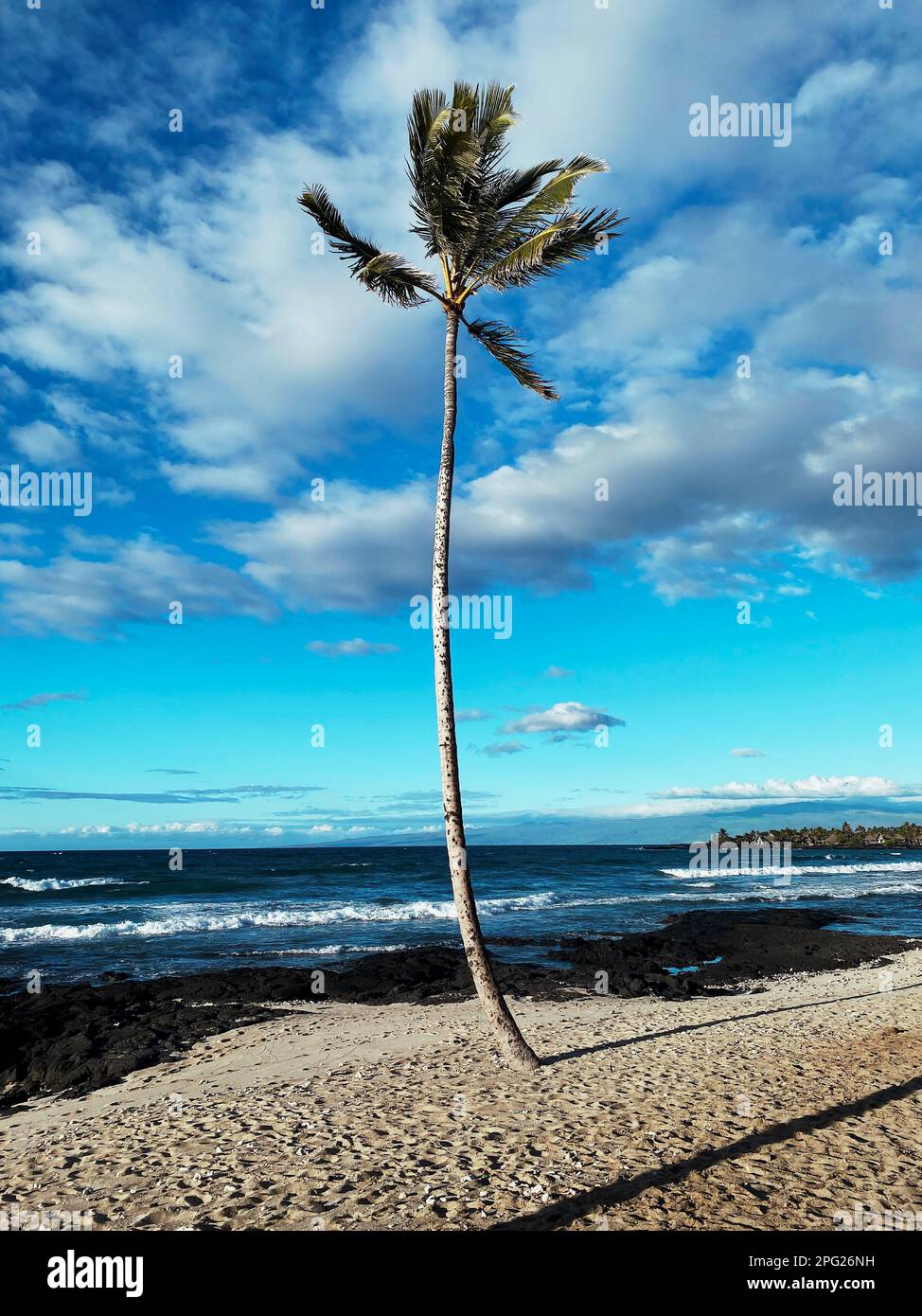 Palm tree in kailua kona hi-res stock photography and images - Alamy