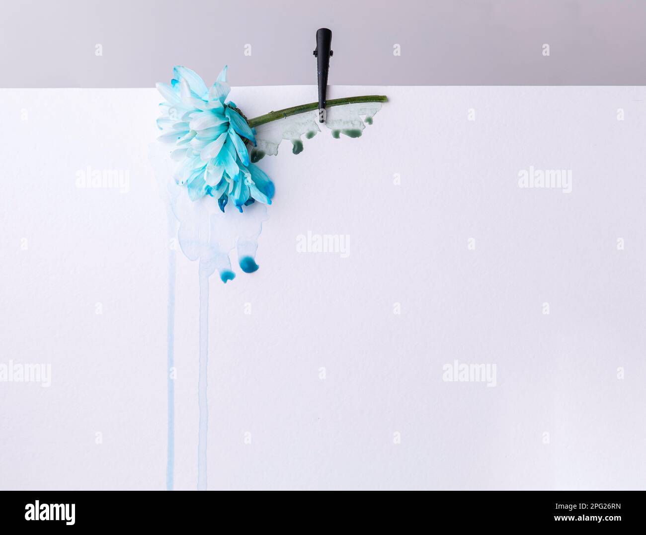 Blue flower chrysanthemum on white background, watercolour flows down ...