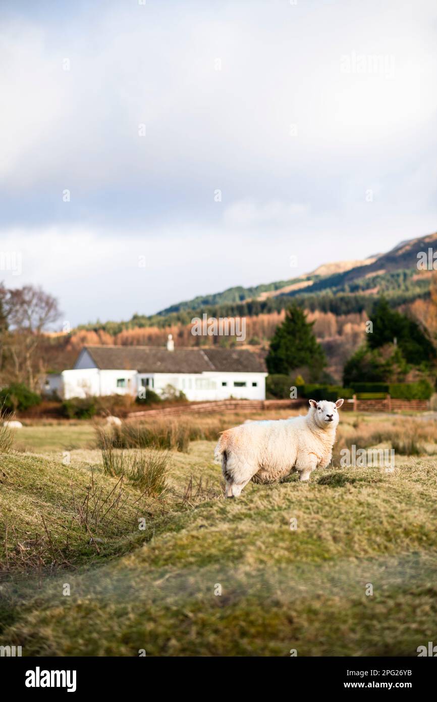 Sheep in a field in Scottish Highlands Stock Photo - Alamy