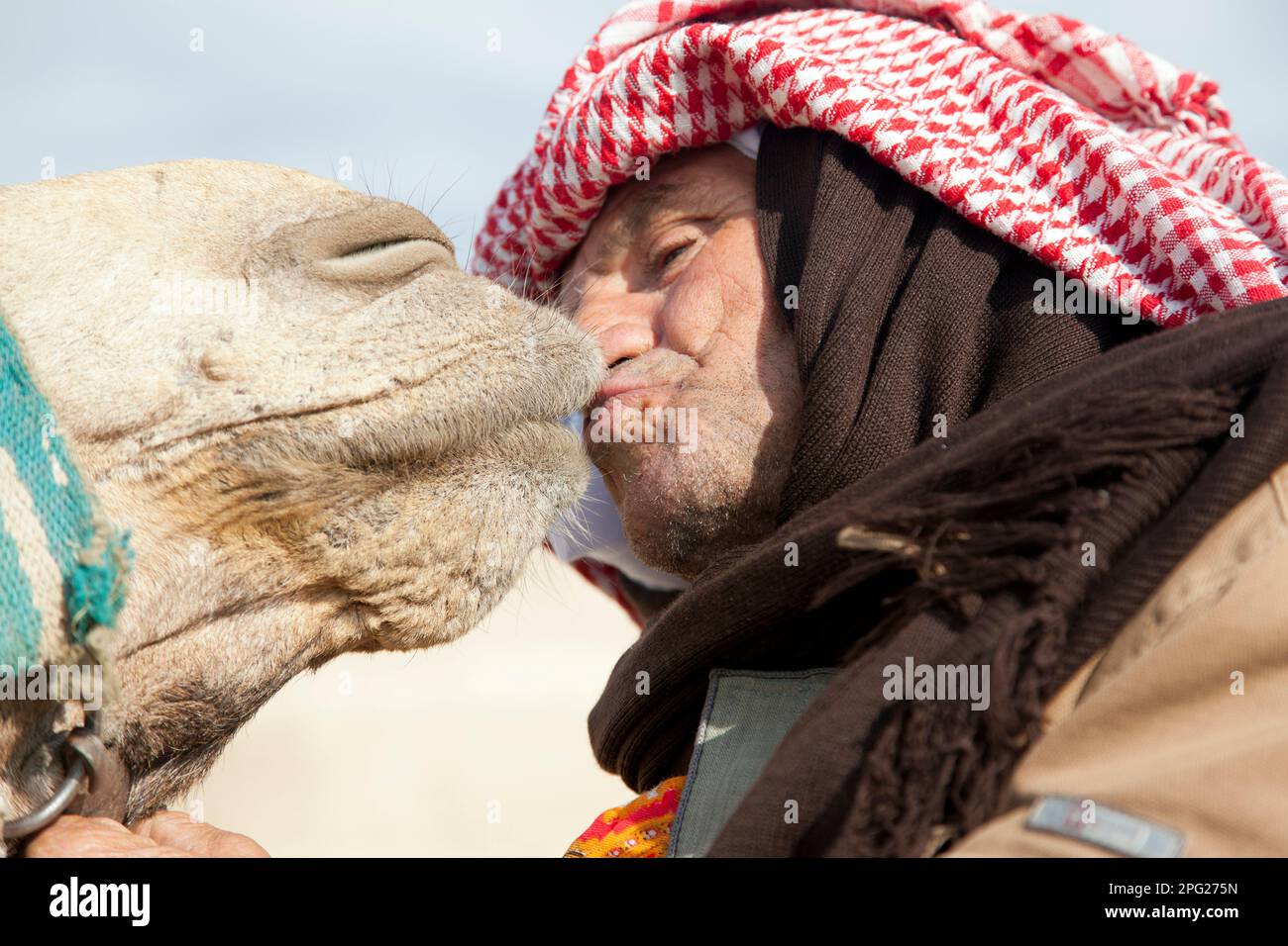 Egypt, Giza, camel owner getting close to his Camel at the Giza ...