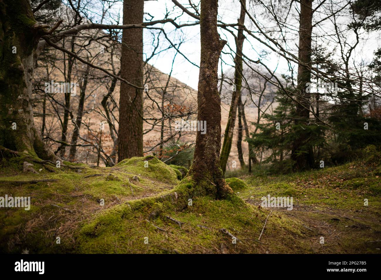 Tree and trail in a forest of the Scottish Highlands Stock Photo - Alamy