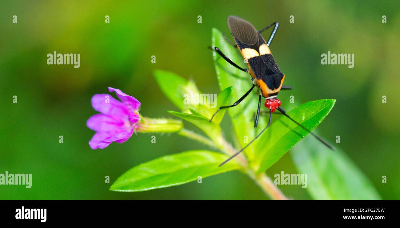 Shield Bug, Chust Bug, Heteroptera, Hemiptera,Tropical Rainforest ...