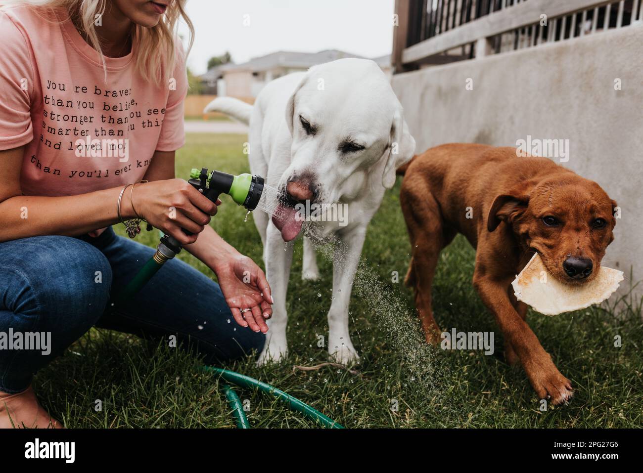 Female gives dogs water from hose while outside on summer day Stock ...