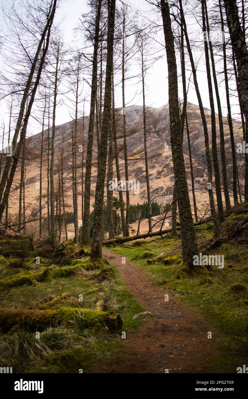 Walk through forest preserve hi-res stock photography and images - Alamy