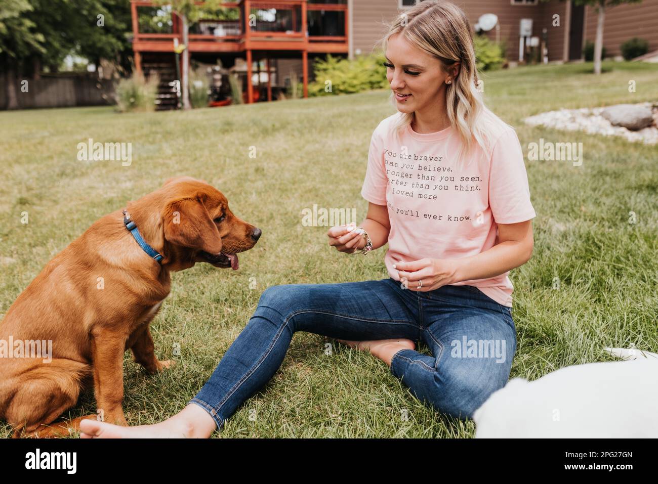 Female sits on grass in backyard playing with two labrador dogs Stock ...