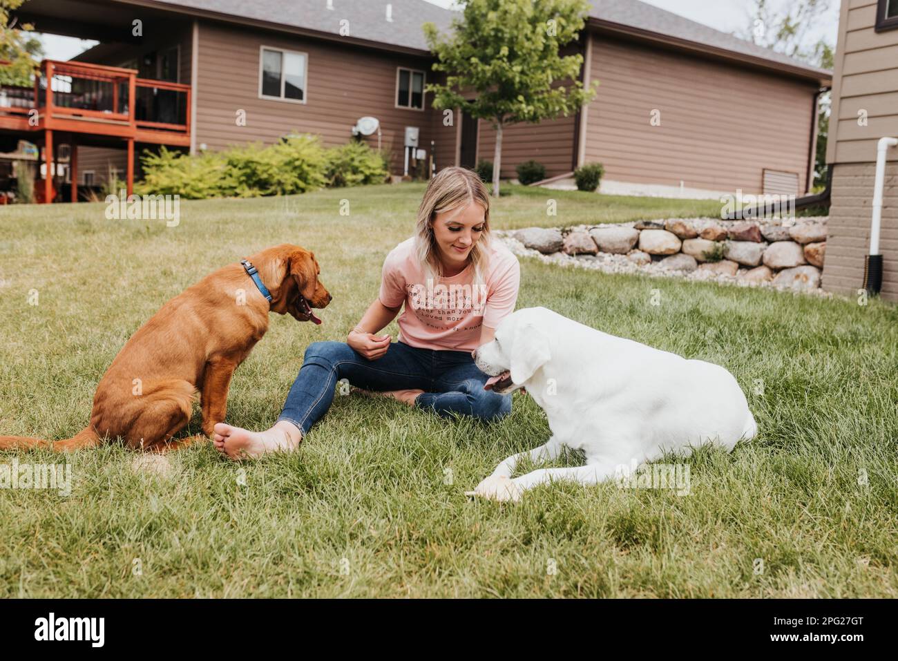 Female sits on grass in backyard playing with two labrador dogs Stock ...