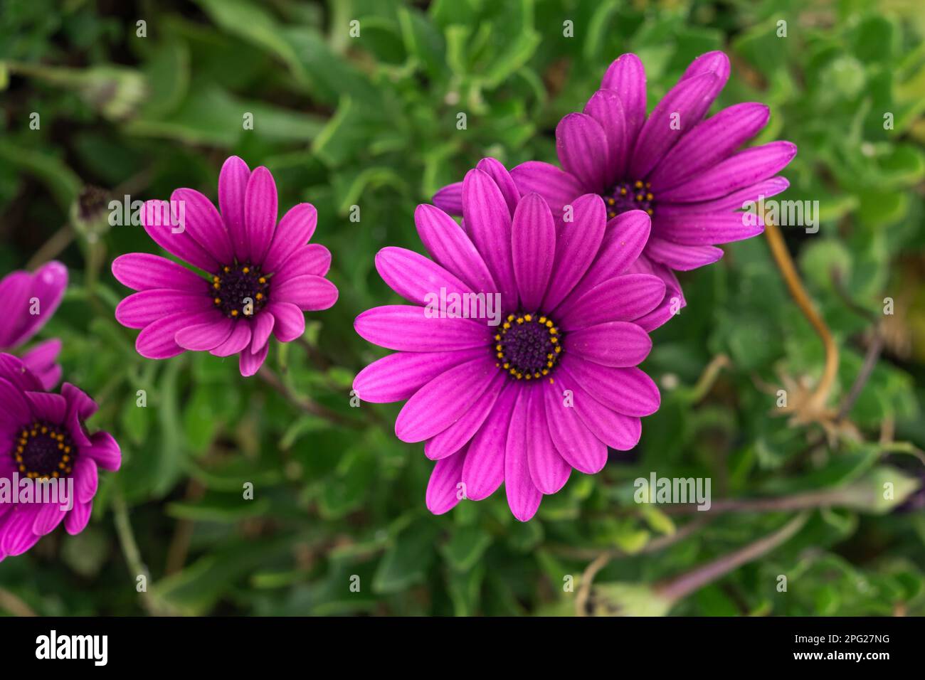 Several violet daisy flowers on its bush. Tenerife, Canary Islan Stock ...