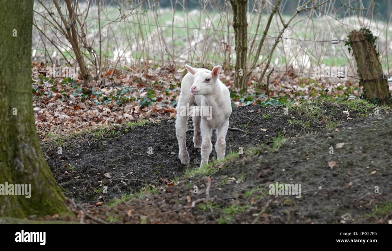 Adorable little white lamb exploring a fairly grassless area Stock ...