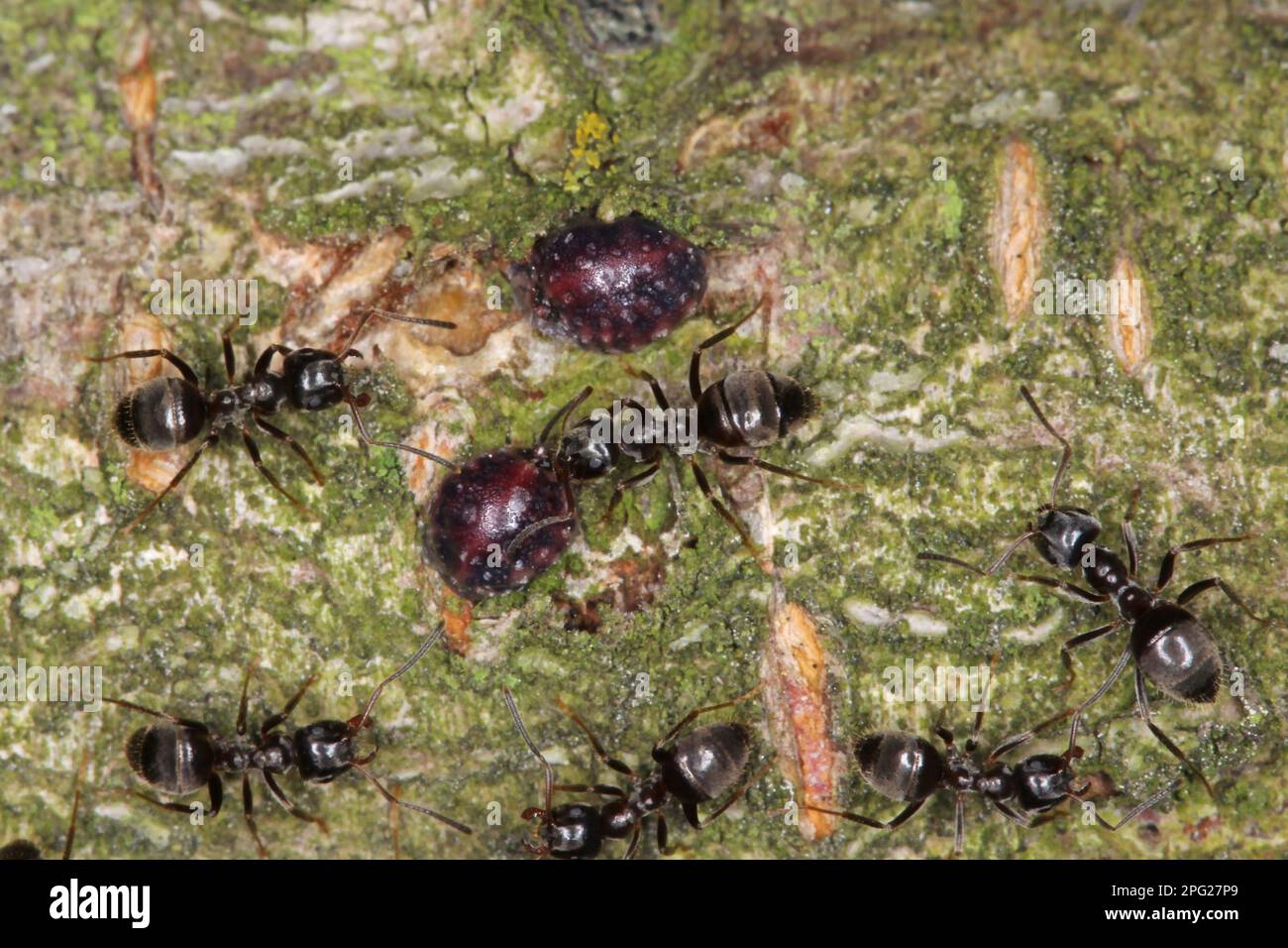 Globose scale, plum lecanium, Sphaerolecanium prunastri. Coccids ...