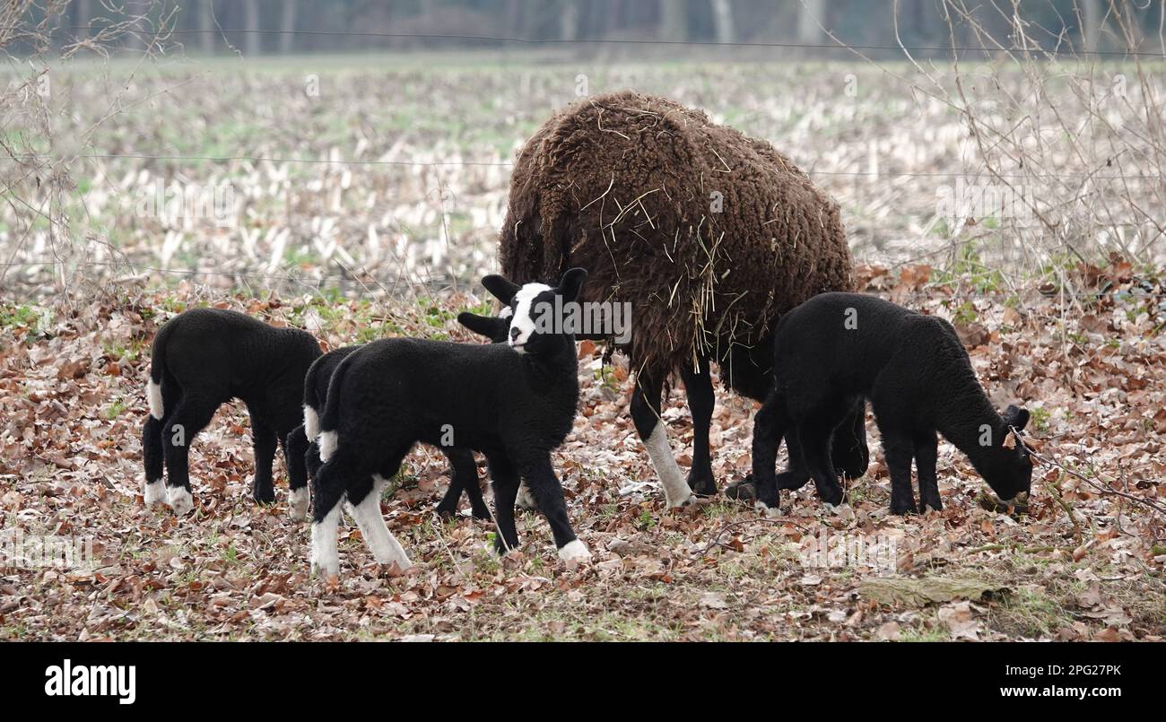 Black mother sheep with three black lambs. Some of the youngsters have ...