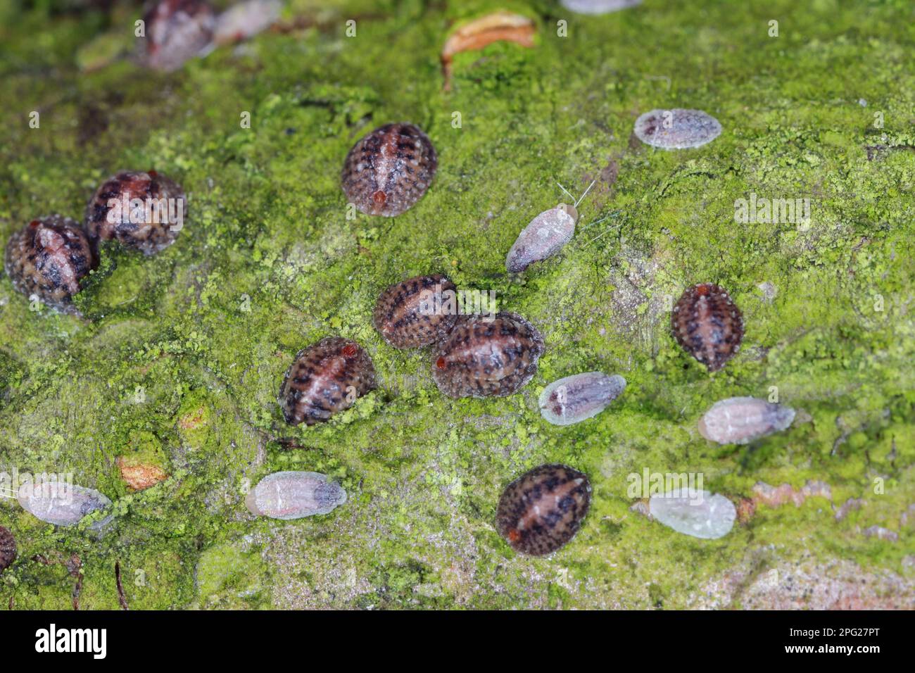 Globose scale, plum lecanium, Sphaerolecanium prunastri. Coccids ...