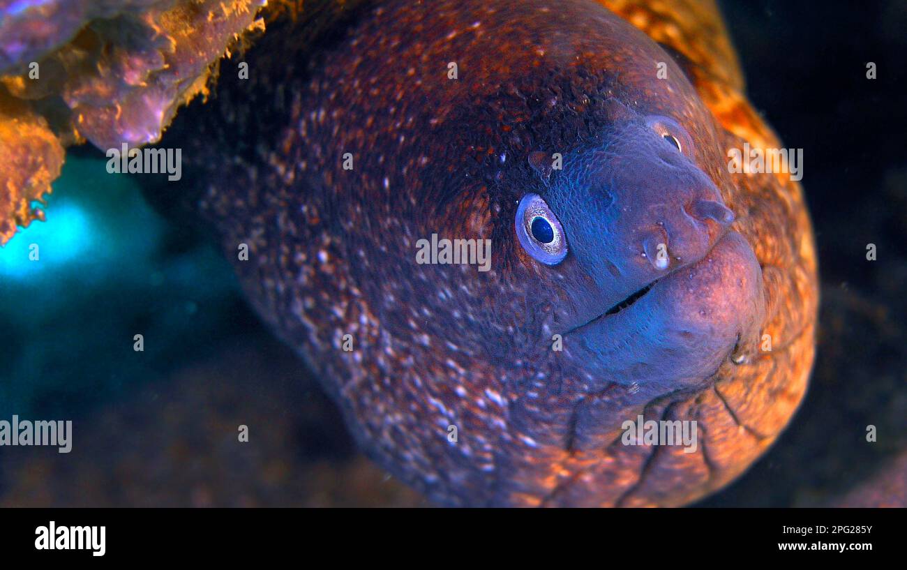 Moray Eel, Muraena helena, Cabo Cope-Puntas del Calnegre Regional Park ...