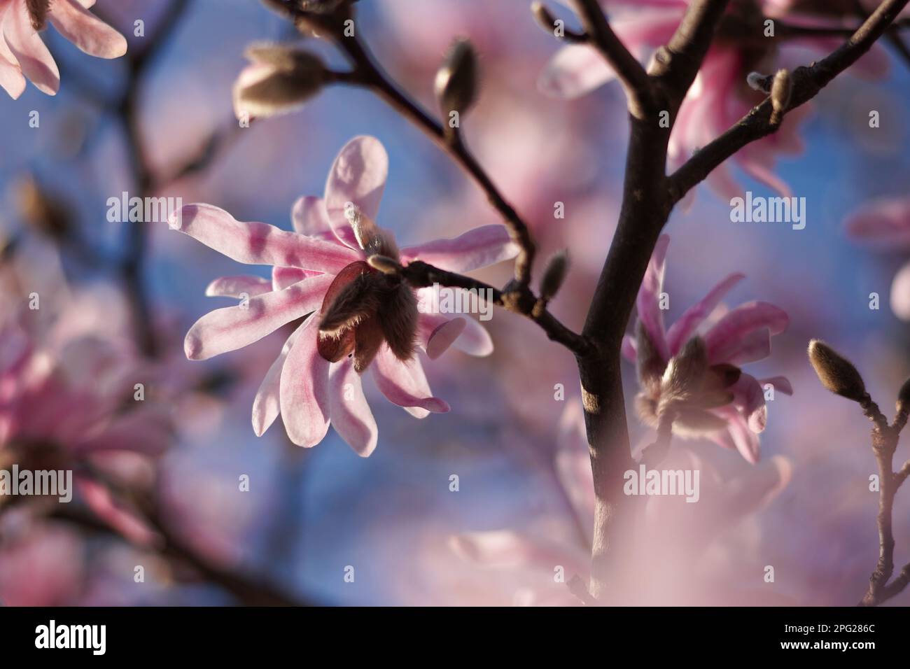 Close-up shot of the pink flowers of blooming magnolia, Magnolia ...