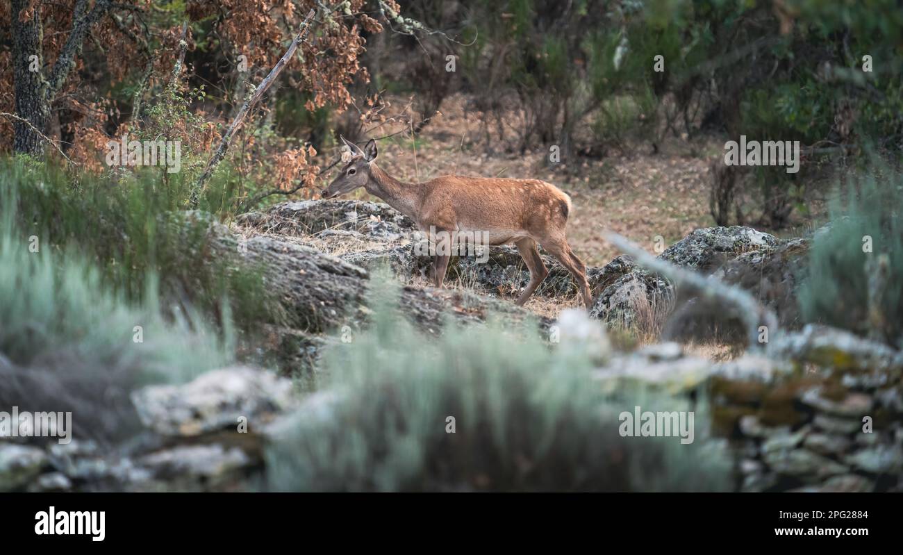 Doe long shot profile view walking in the wild Stock Photo - Alamy