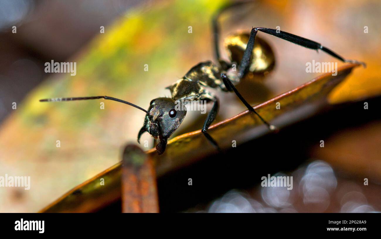 Golden Ant, Polyrhachis illaudata, Tropical Rainforest, Marino Ballena ...
