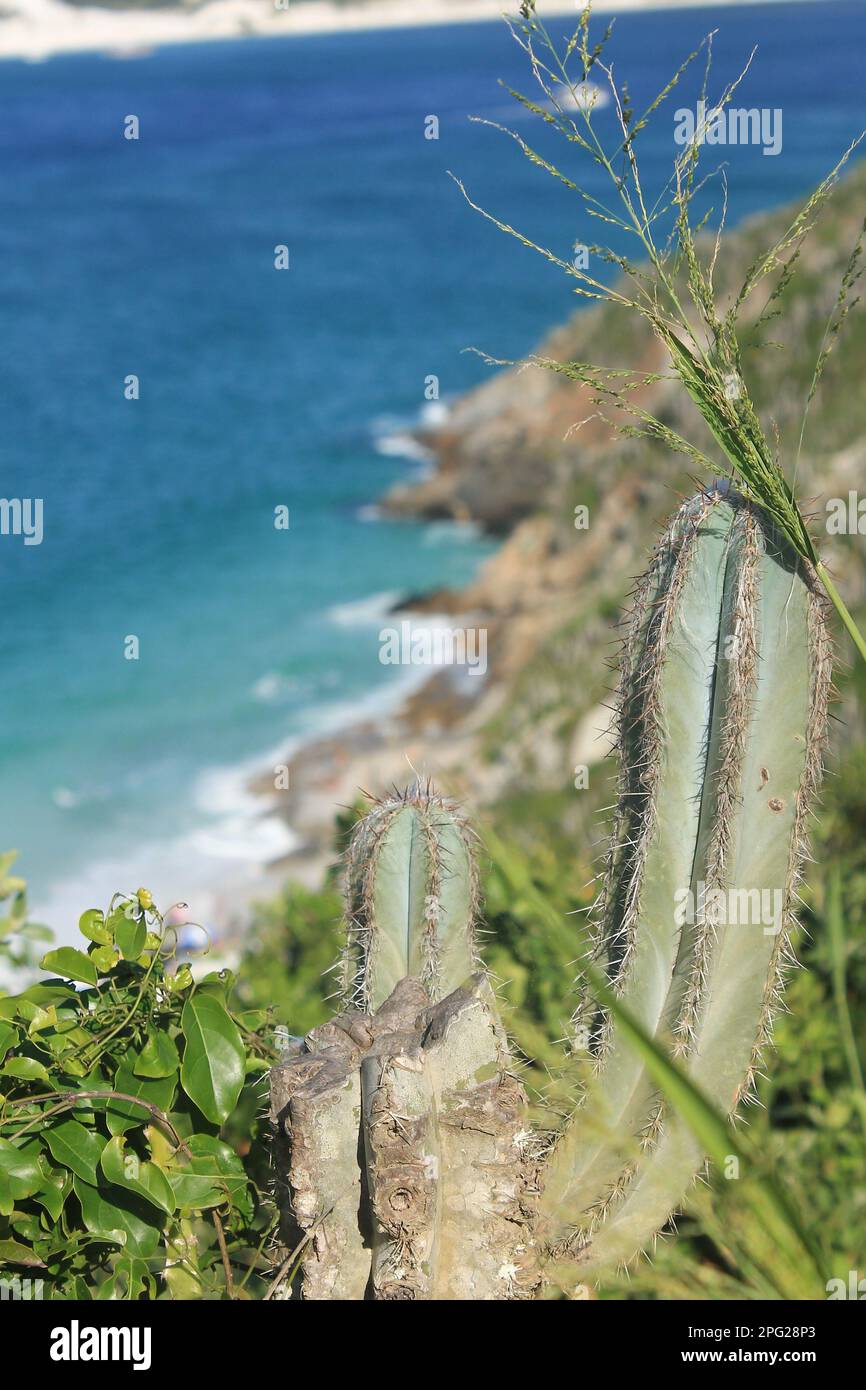 Two cactus plants hi-res stock photography and images - Alamy