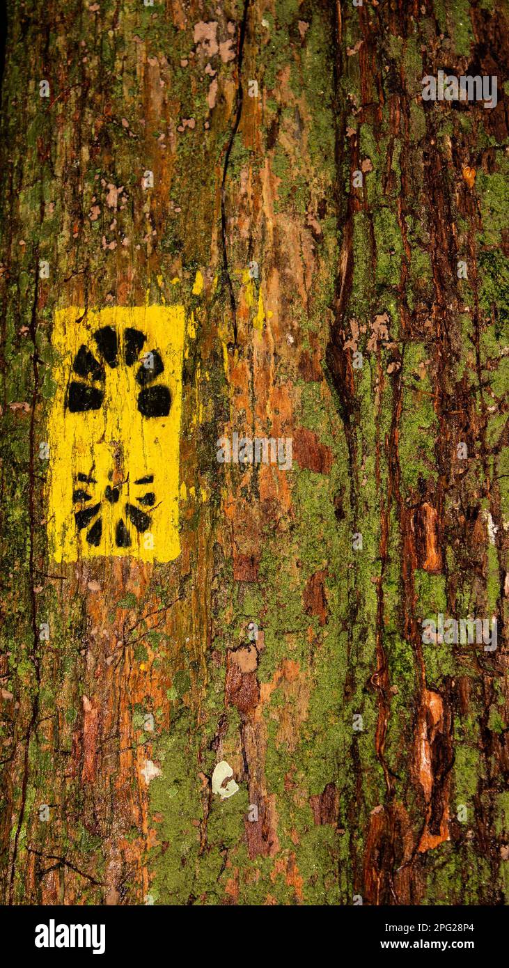 Mossy wood texture hi-res stock photography and images - Alamy