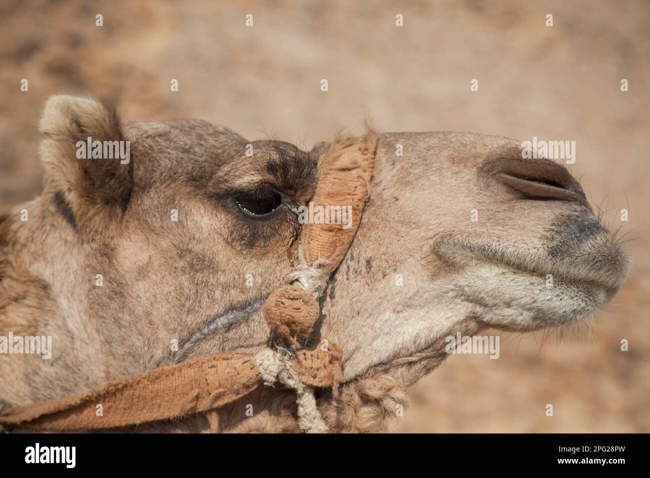 Egypt, Dashur, Egyptian camel at the pyramids Stock Photo - Alamy